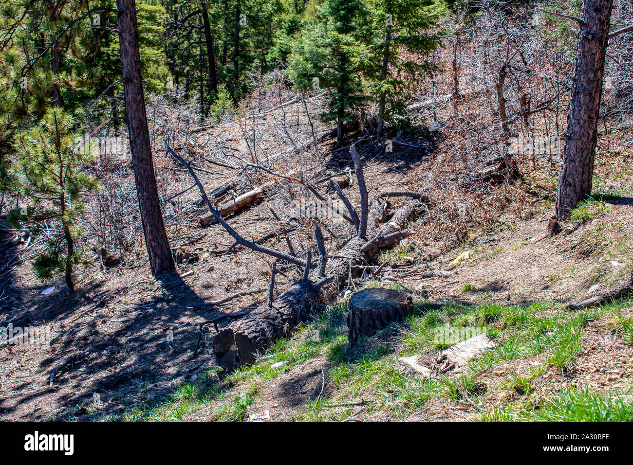Fallen log many branches hi-res stock photography and images - Alamy
