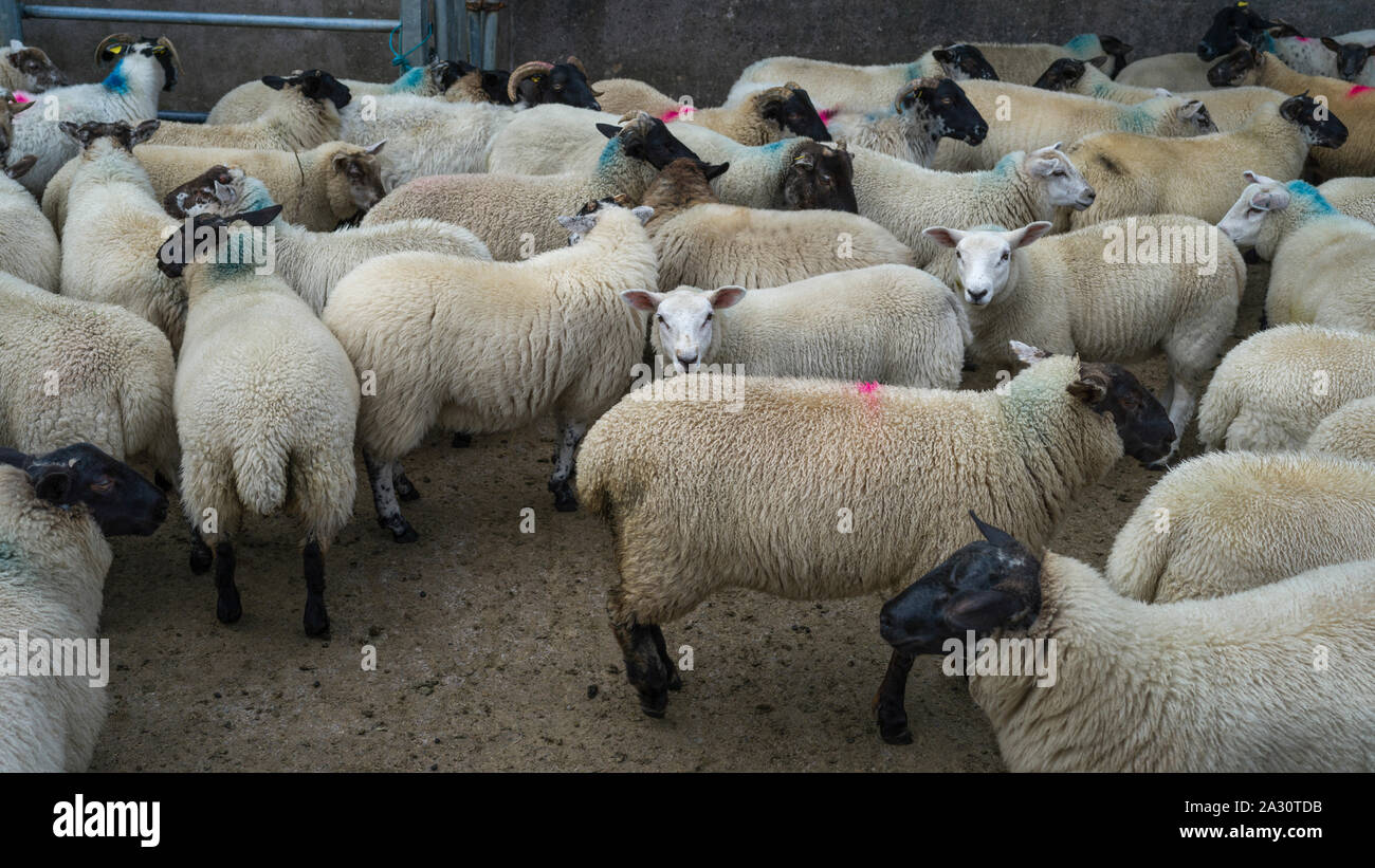 Flock of sheep in farm, Crossmolina, County Mayo, Ireland Stock Photo ...