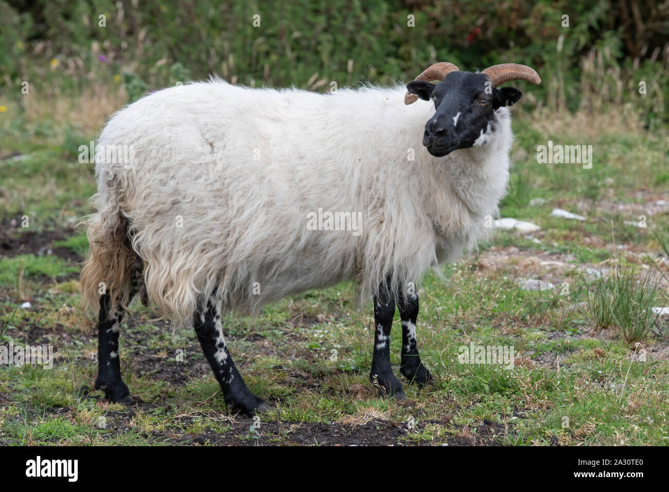 Sheep in a pasture, Achill Island, County Mayo, Ireland Stock Photo - Alamy