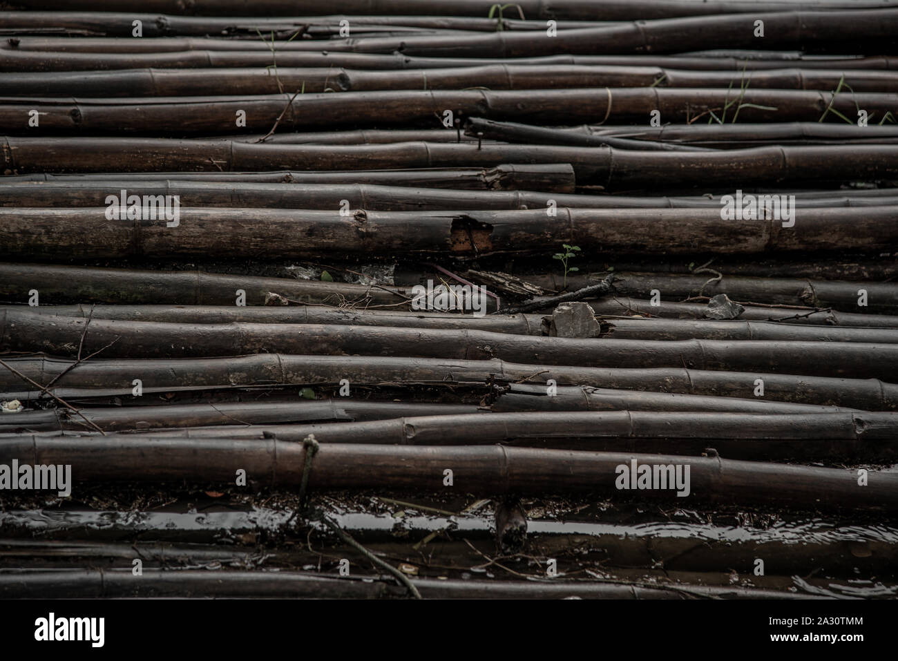Texture pattern of Old bamboo raft at the swamps. A way to travel by ...