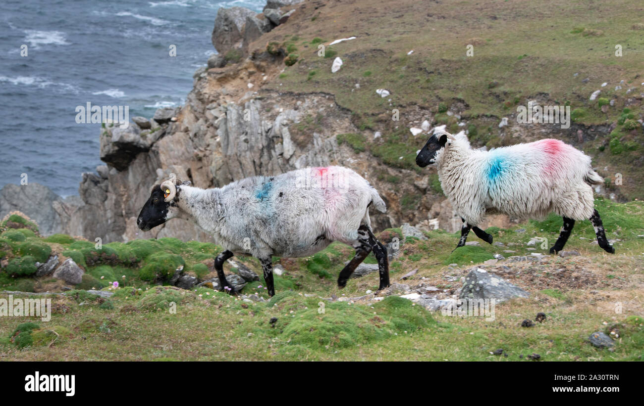 Sheep along the coast, Achill Island, County Mayo, Ireland Stock Photo ...