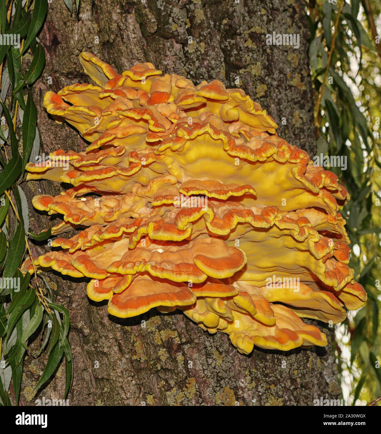 Chicken Of The Woods, Sulphur Polypore Stock Photo - Alamy