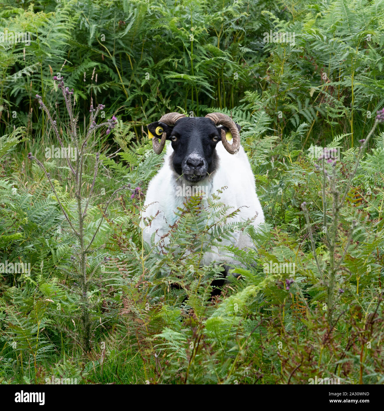 Sheep standing in bushes, Glenamoy, County Mayo, Ireland Stock Photo ...