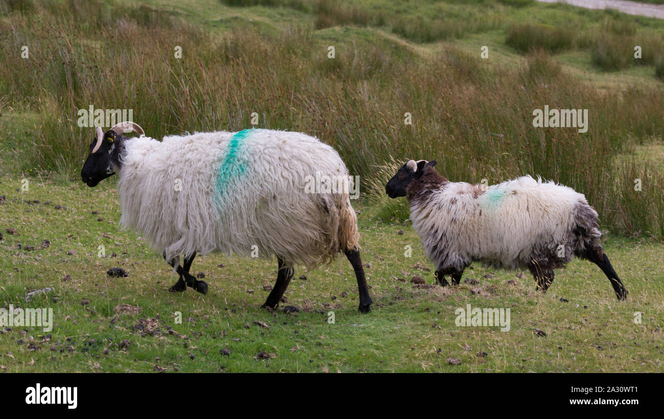 Sheep in a farm, Achill Head Hike, Achill Island, County Mayo, Ireland ...