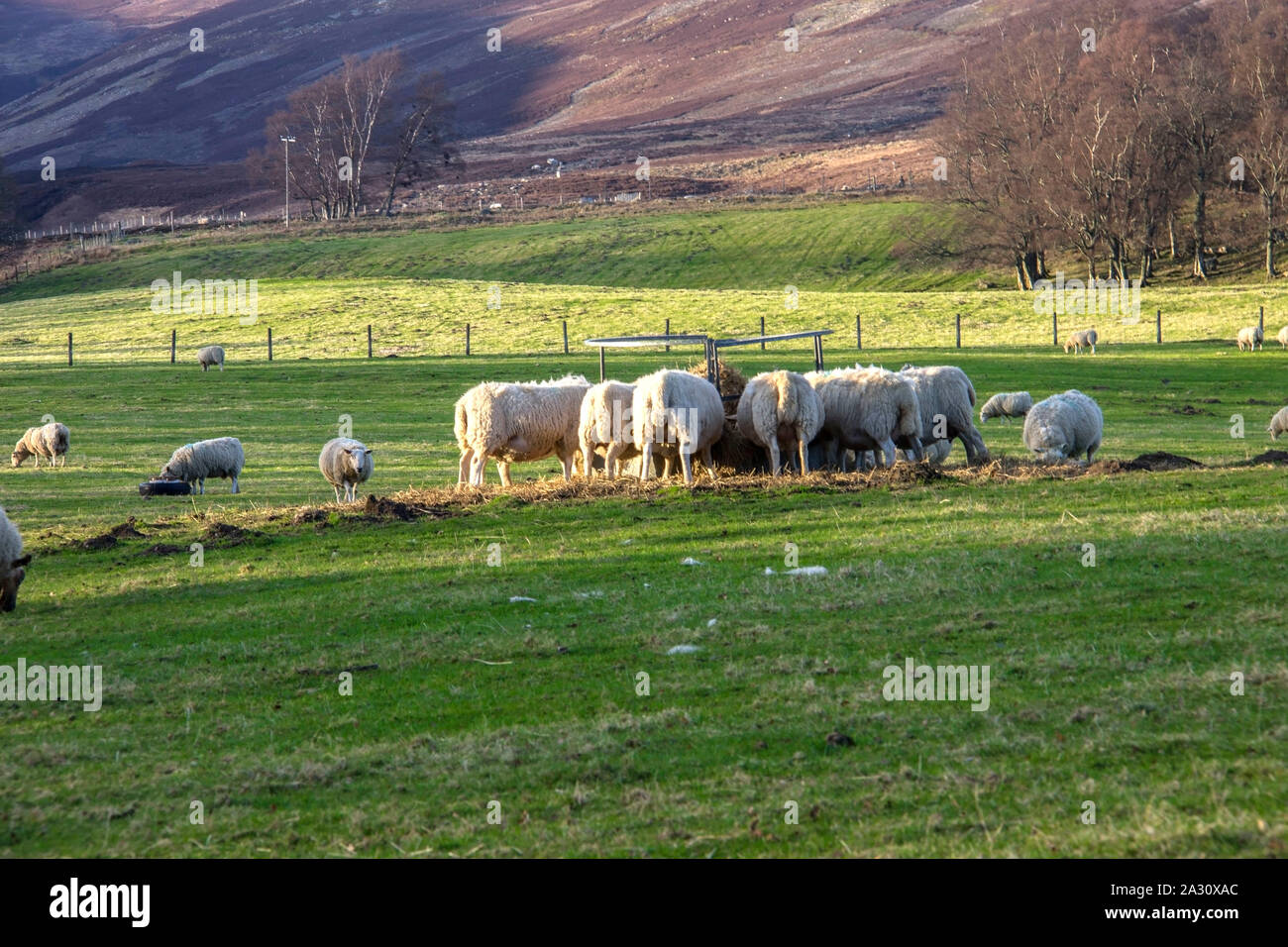 Lamb ewe sheep animal hi-res stock photography and images - Alamy