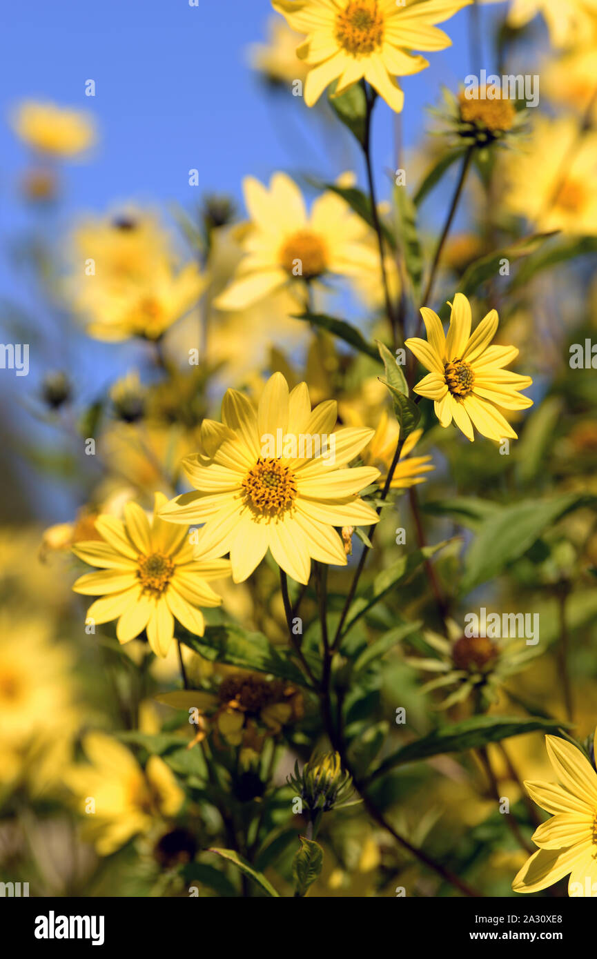 Helianthus yellow queen hi-res stock photography and images - Alamy