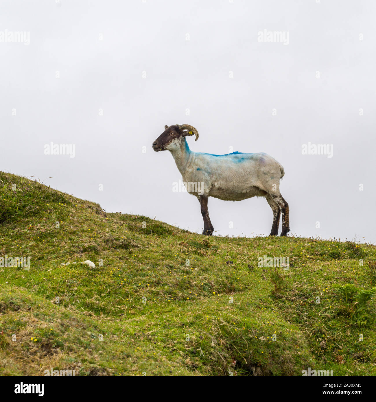 Sheared Sheep on a hill, Erris Peninsula, Erris Head Loop Walk ...