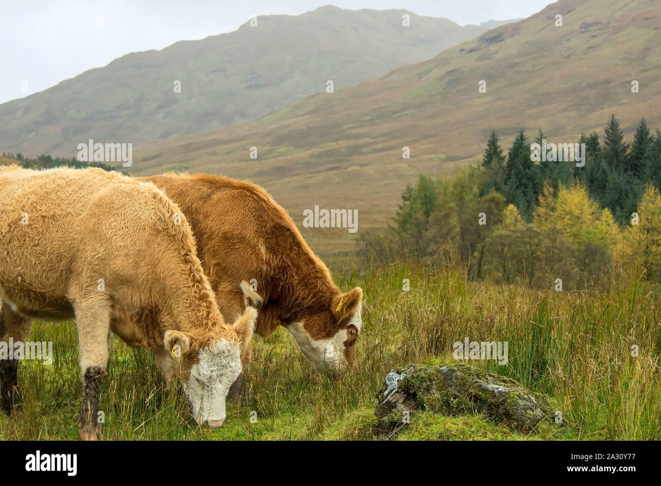 Scottish Beef High Resolution Stock Photography and Images - Alamy