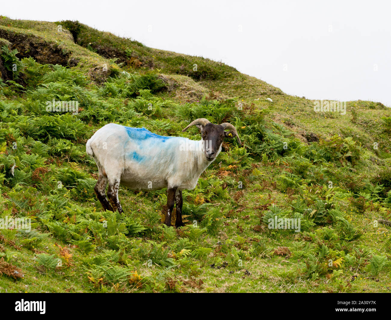 Sheep head loop hi-res stock photography and images - Alamy