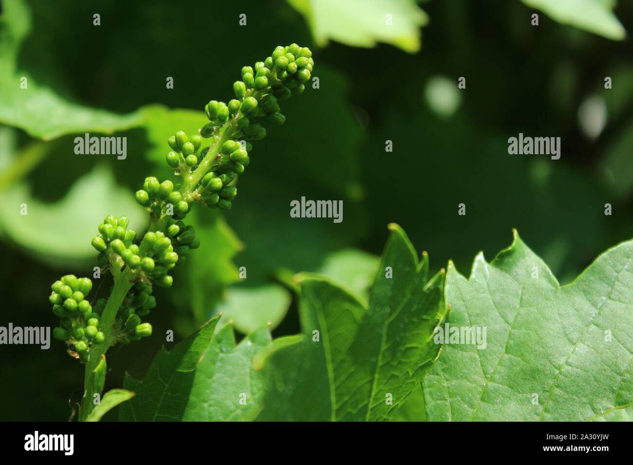 The picture shows unripe grapes in the garden Stock Photo - Alamy