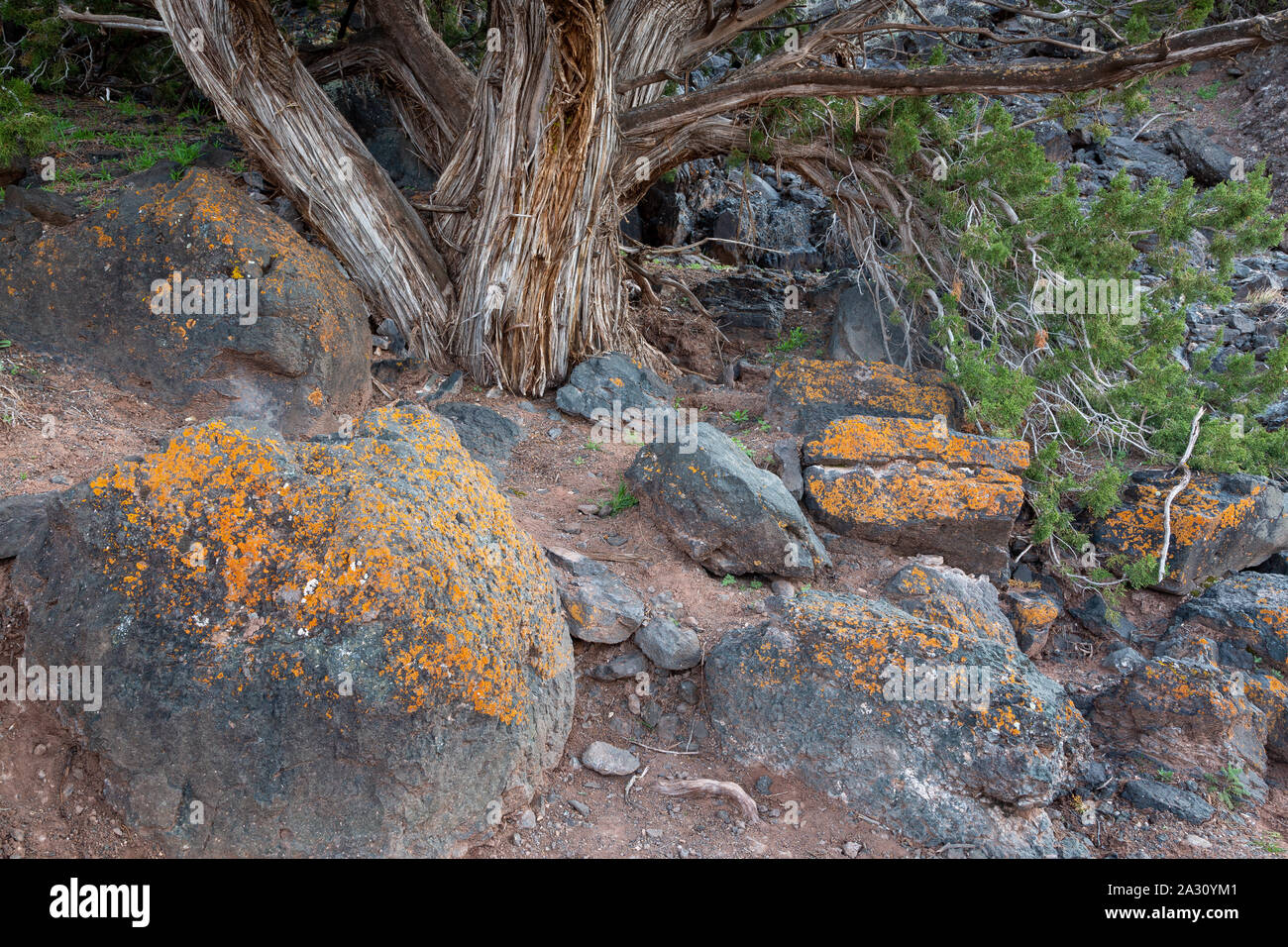 A juniper tree trunk growing from boulders and rocks covered in lichen ...