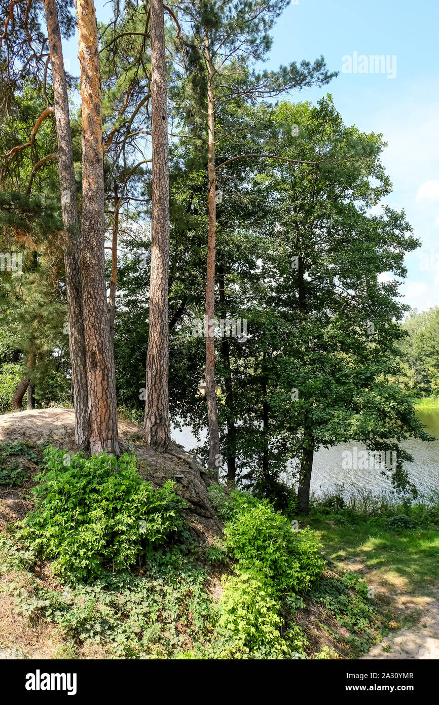 Italian stone pine cone hi-res stock photography and images - Alamy