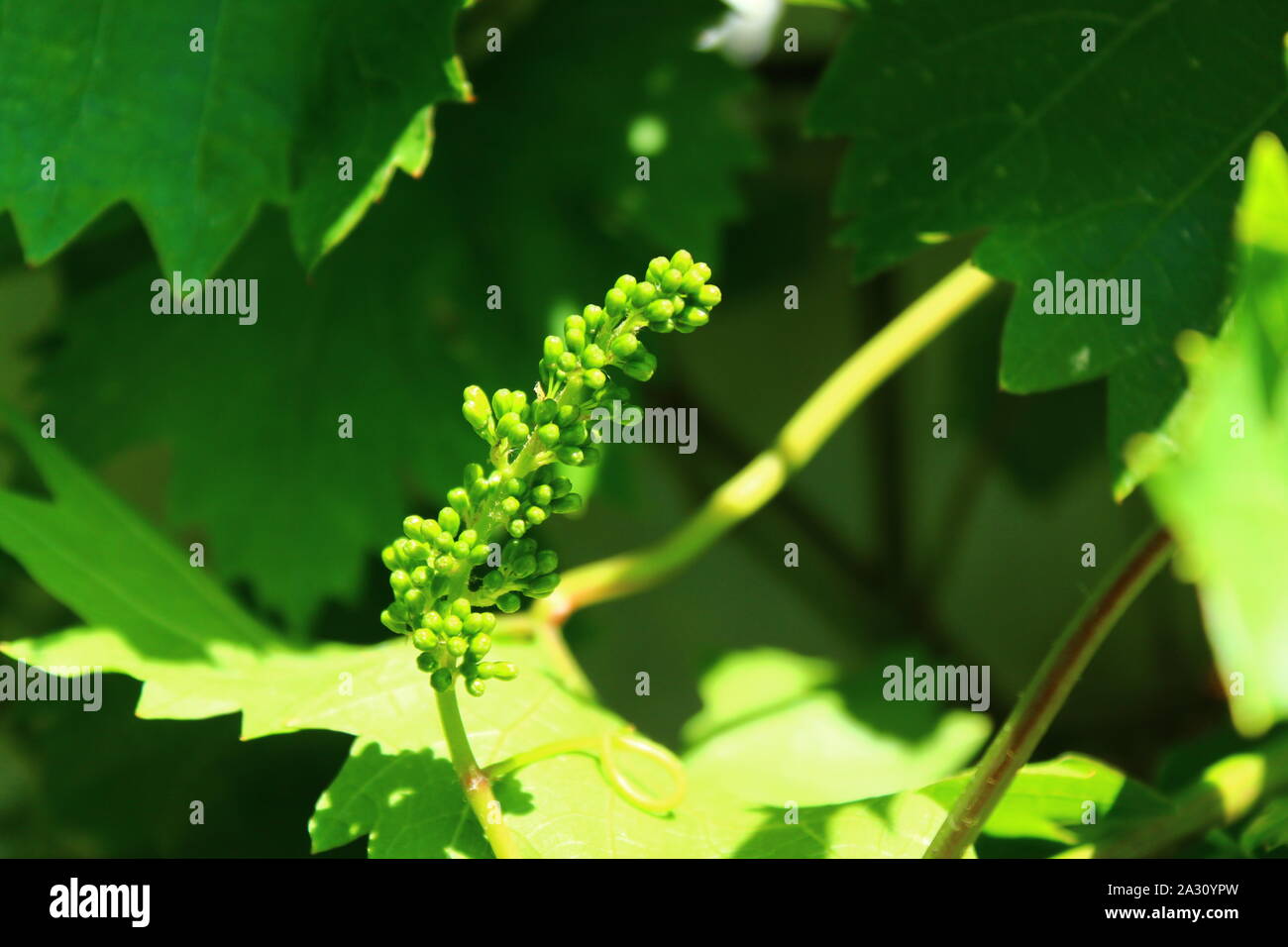 The picture shows unripe grapes in the garden Stock Photo - Alamy