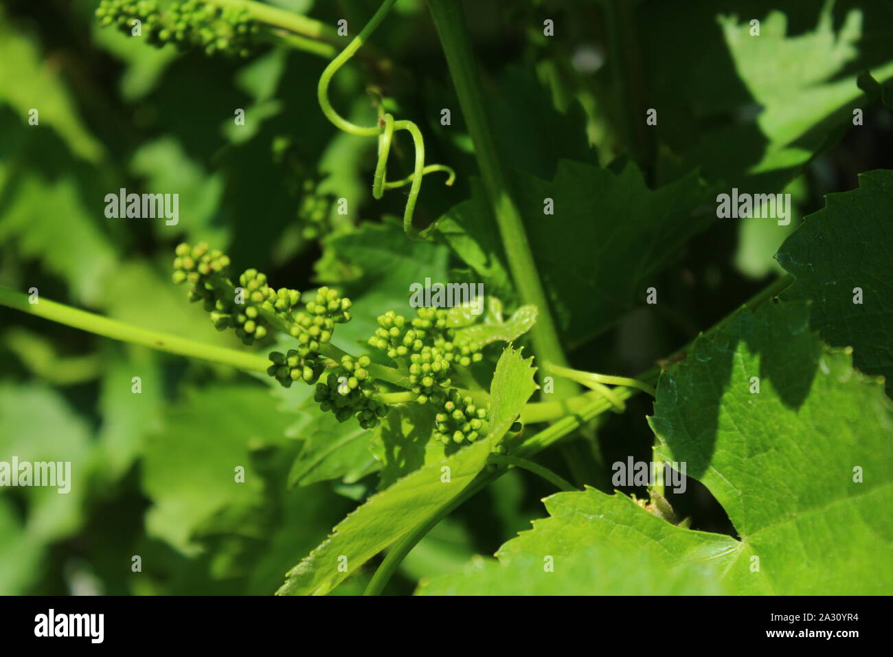 The picture shows unripe grapes in the garden Stock Photo - Alamy