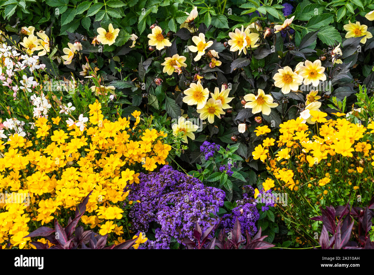 Finland flowers hi-res stock photography and images - Alamy