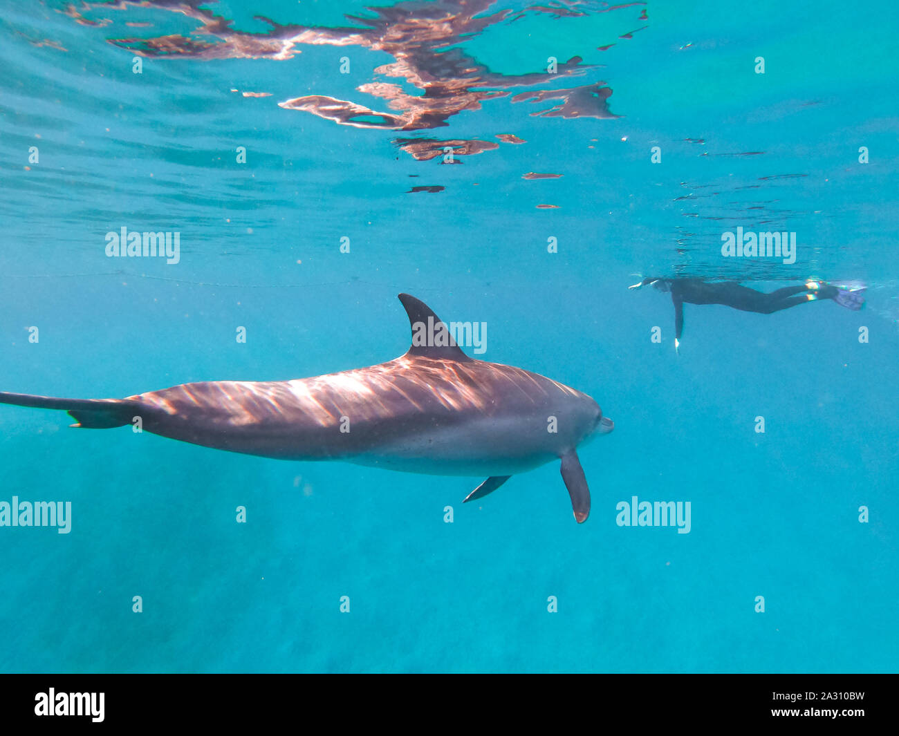Red sea dolphin hi-res stock photography and images - Alamy
