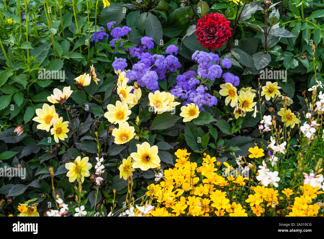 Finland flowers hi-res stock photography and images - Alamy