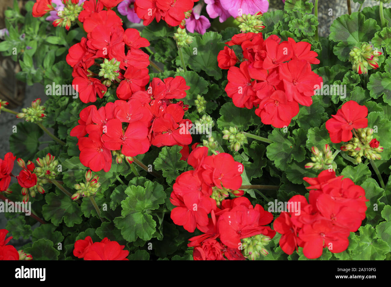 platns of red geraniums flowers in a balcony Stock Photo - Alamy