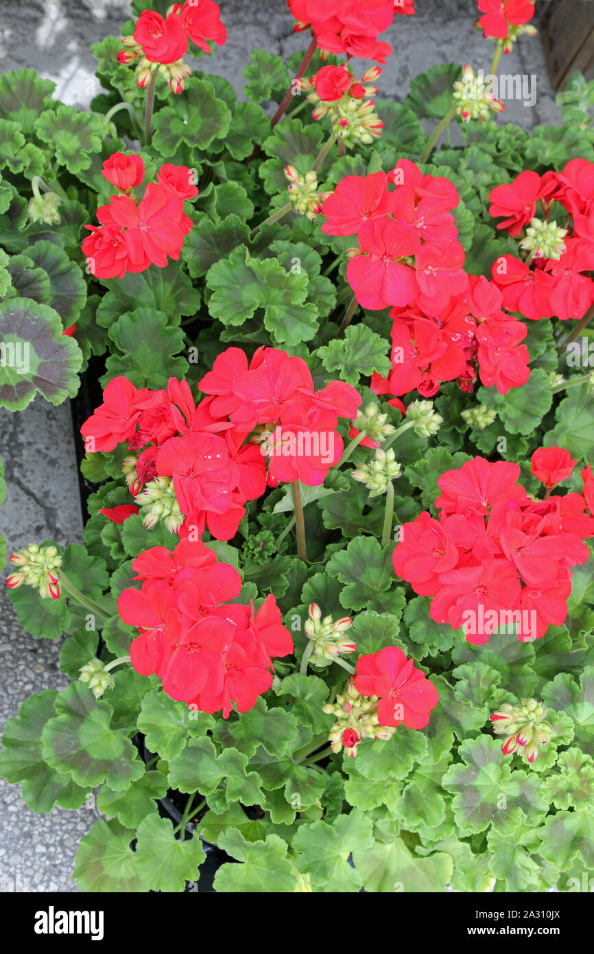 Platns hi-res stock photography and images - Alamy