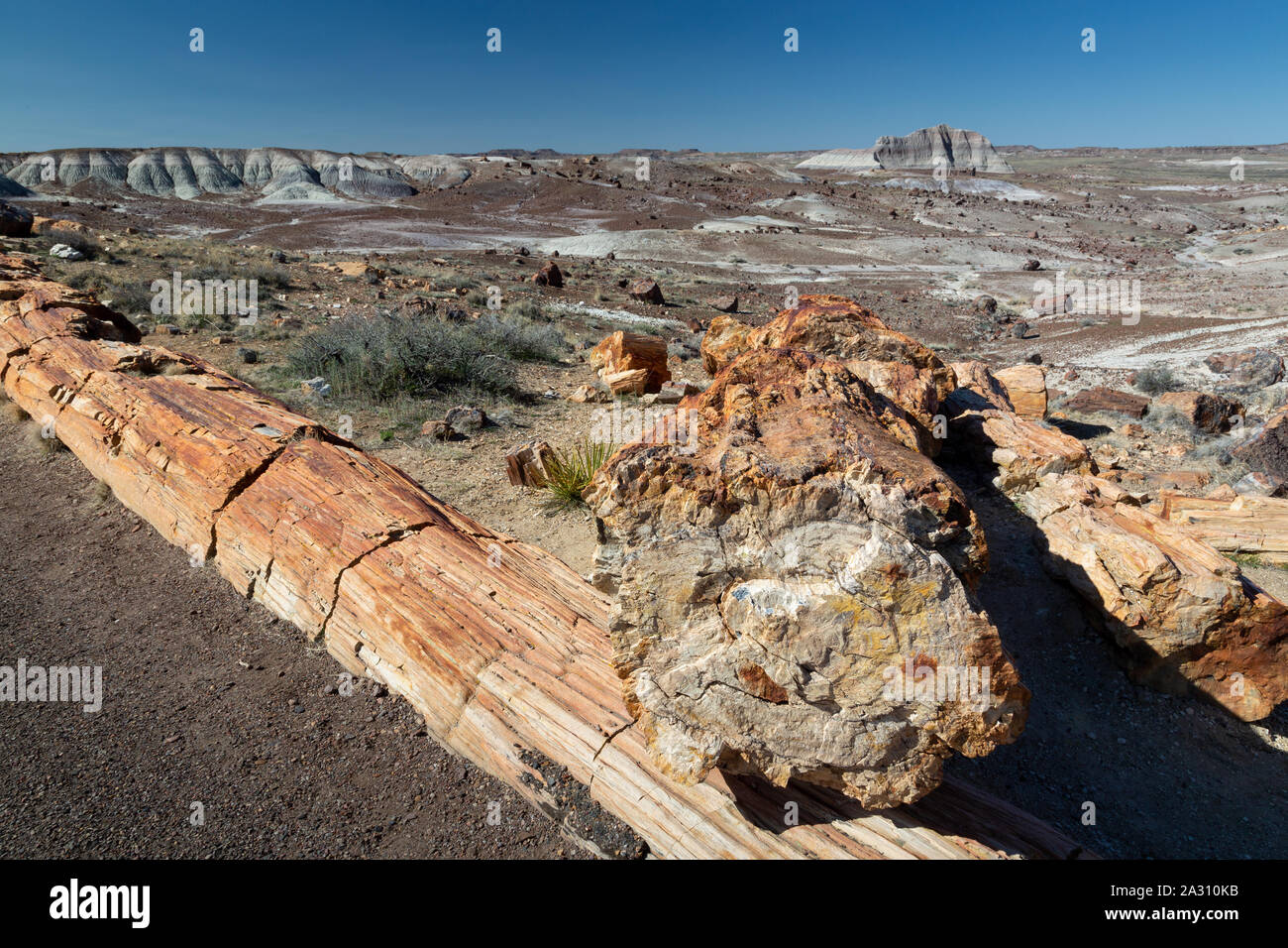A landscape at Crystal Forest displaying infinite samples of petrified ...
