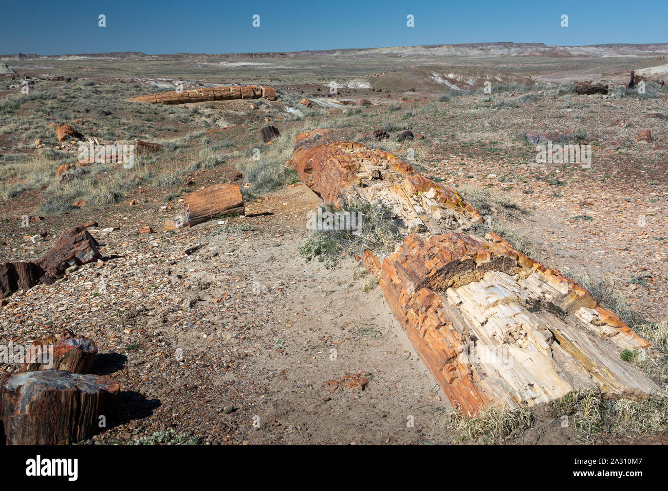 Petrified wood pieces and tree trunks lying among the landscape at the ...
