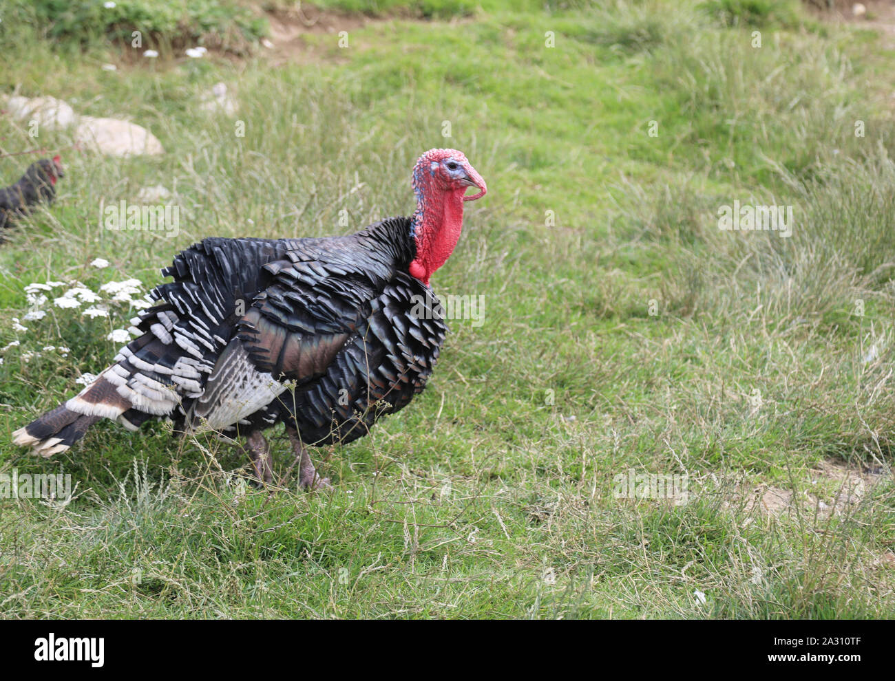 big fat turkey with red protuberance called wattle or dewlap on his ...