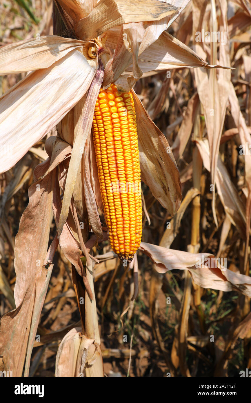 corn cob also called panicle maize with yellow seeds and dried leaves ...