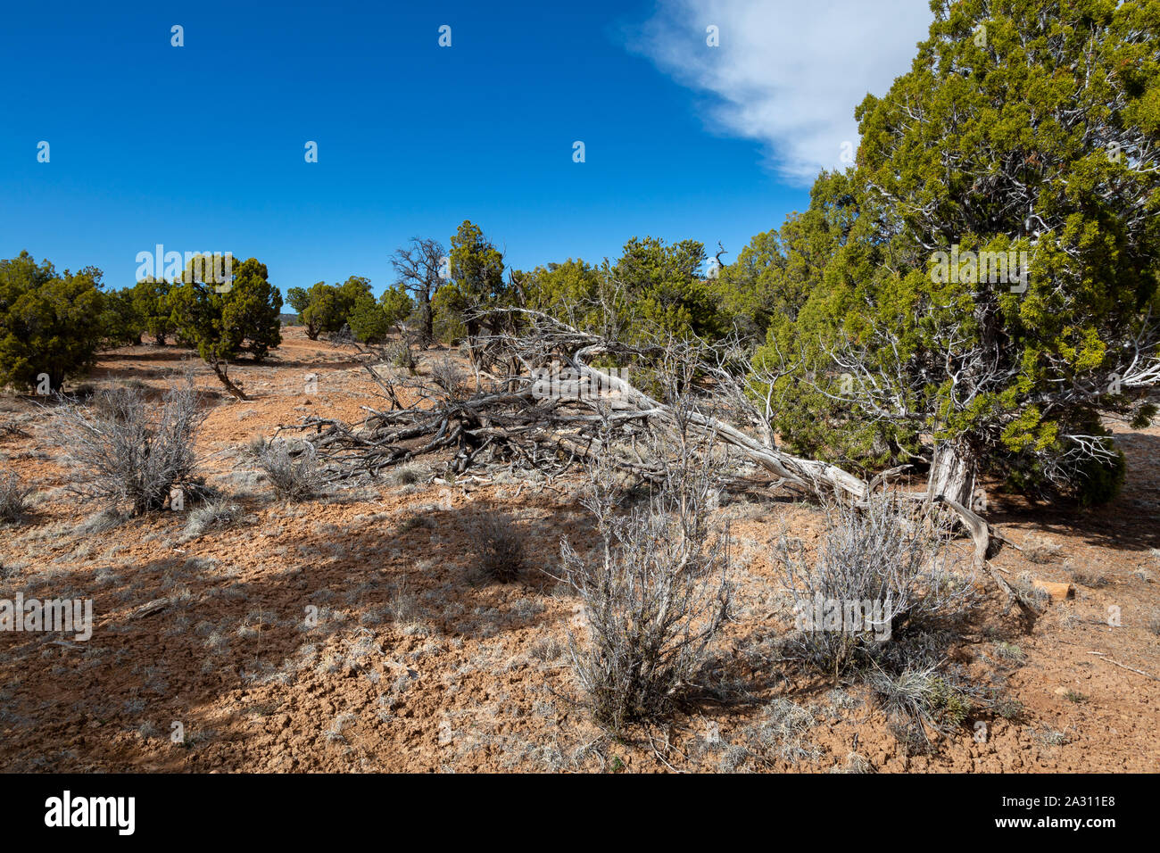 Cryptobiotic hi-res stock photography and images - Alamy