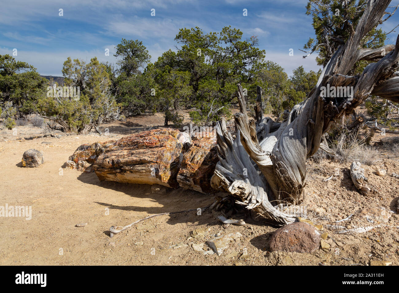A large block of petrified wood lying next to a dead juniper tree ...