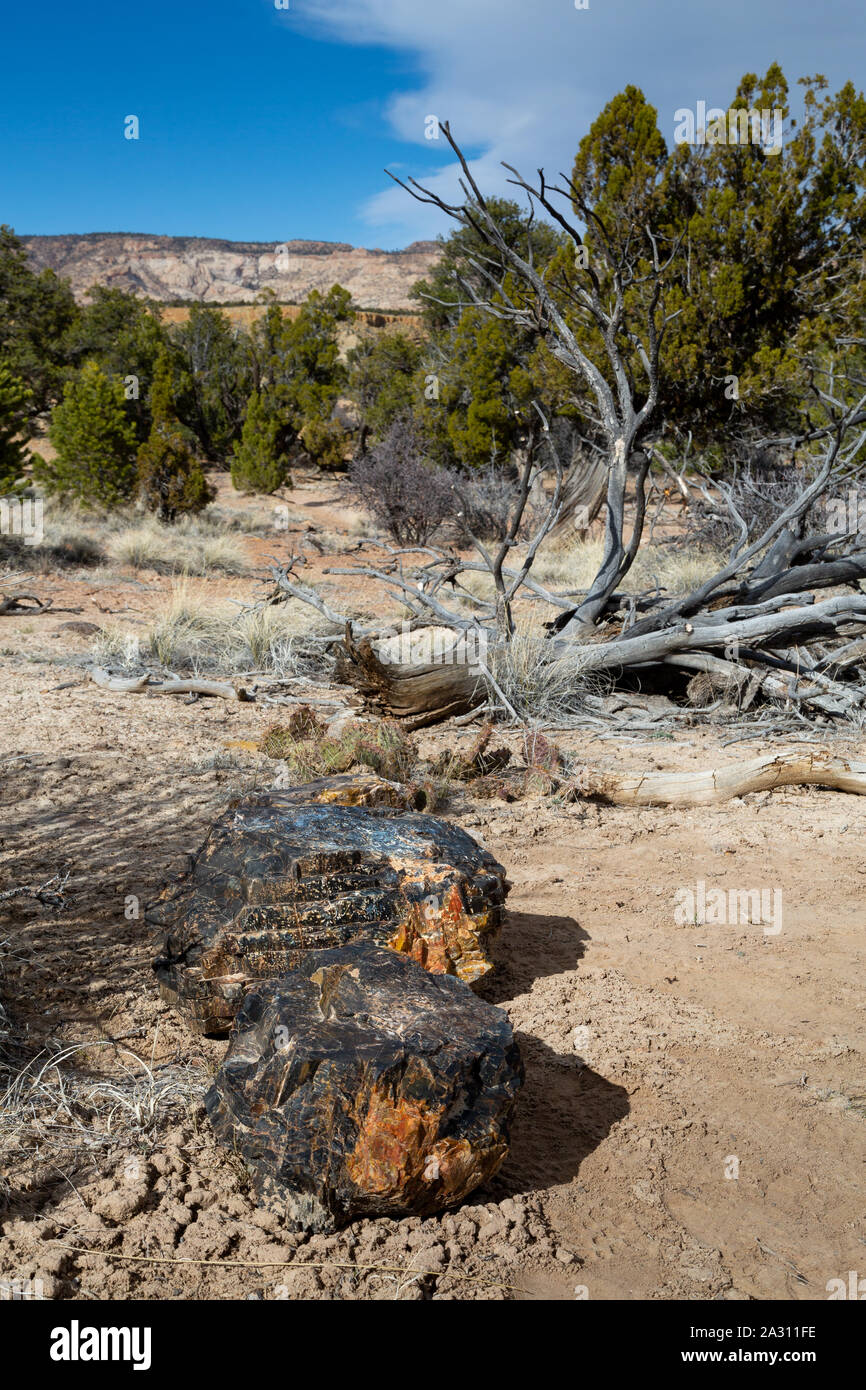 Petrified forest state park hi-res stock photography and images - Alamy