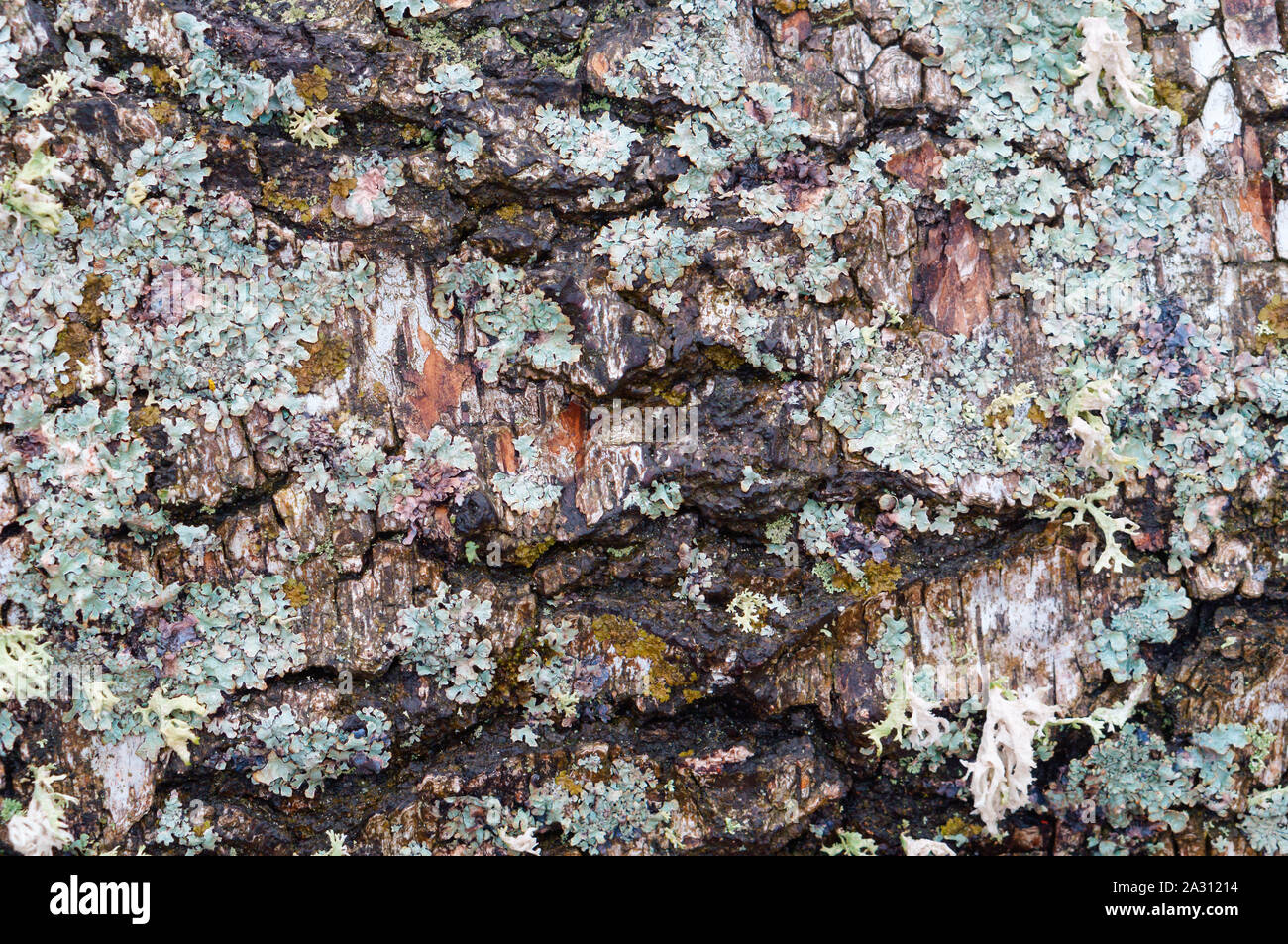 Parmelia Sulcata High Resolution Stock Photography and Images - Alamy