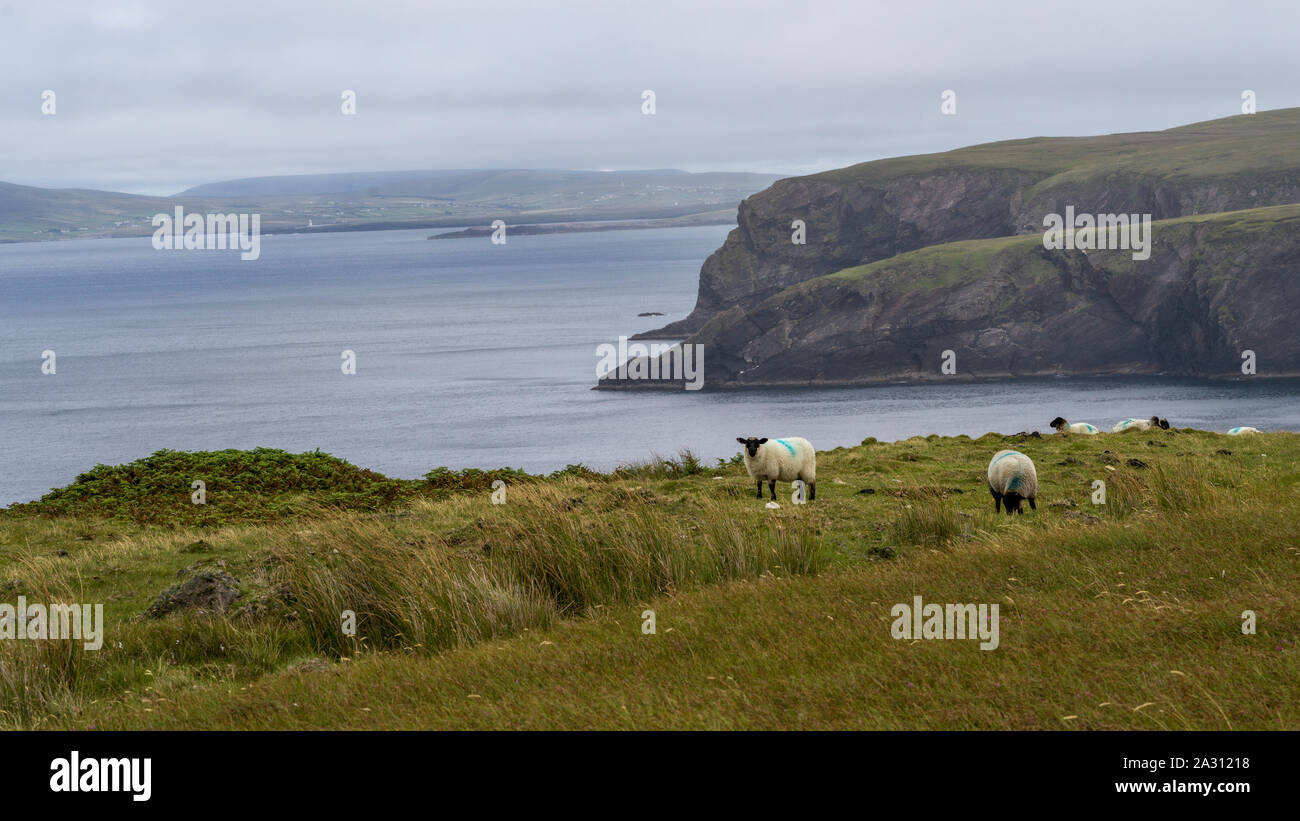 Sheep head loop hi-res stock photography and images - Alamy