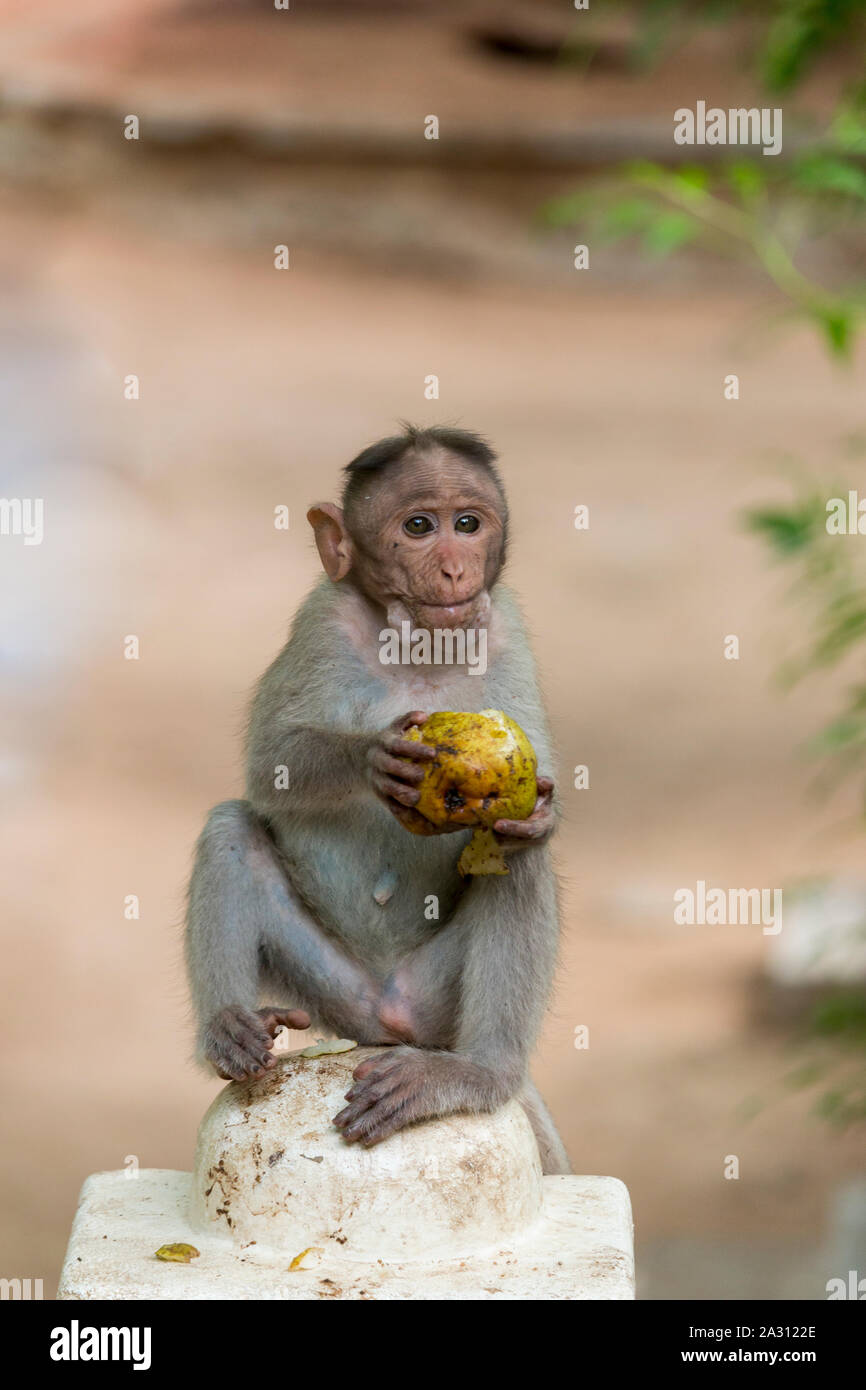 Priest Pole High Resolution Stock Photography and Images - Alamy