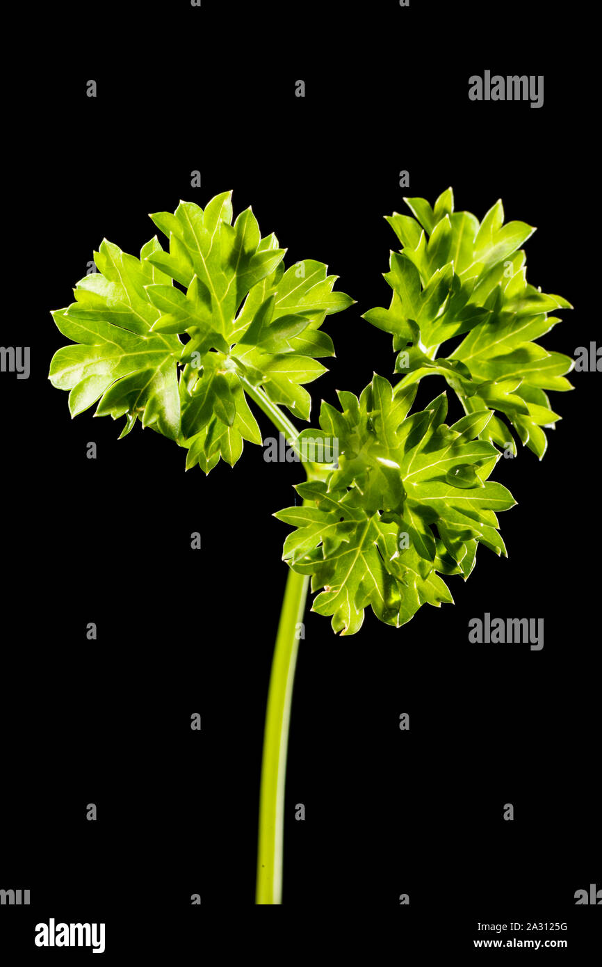 Parsley stalk hi-res stock photography and images - Alamy