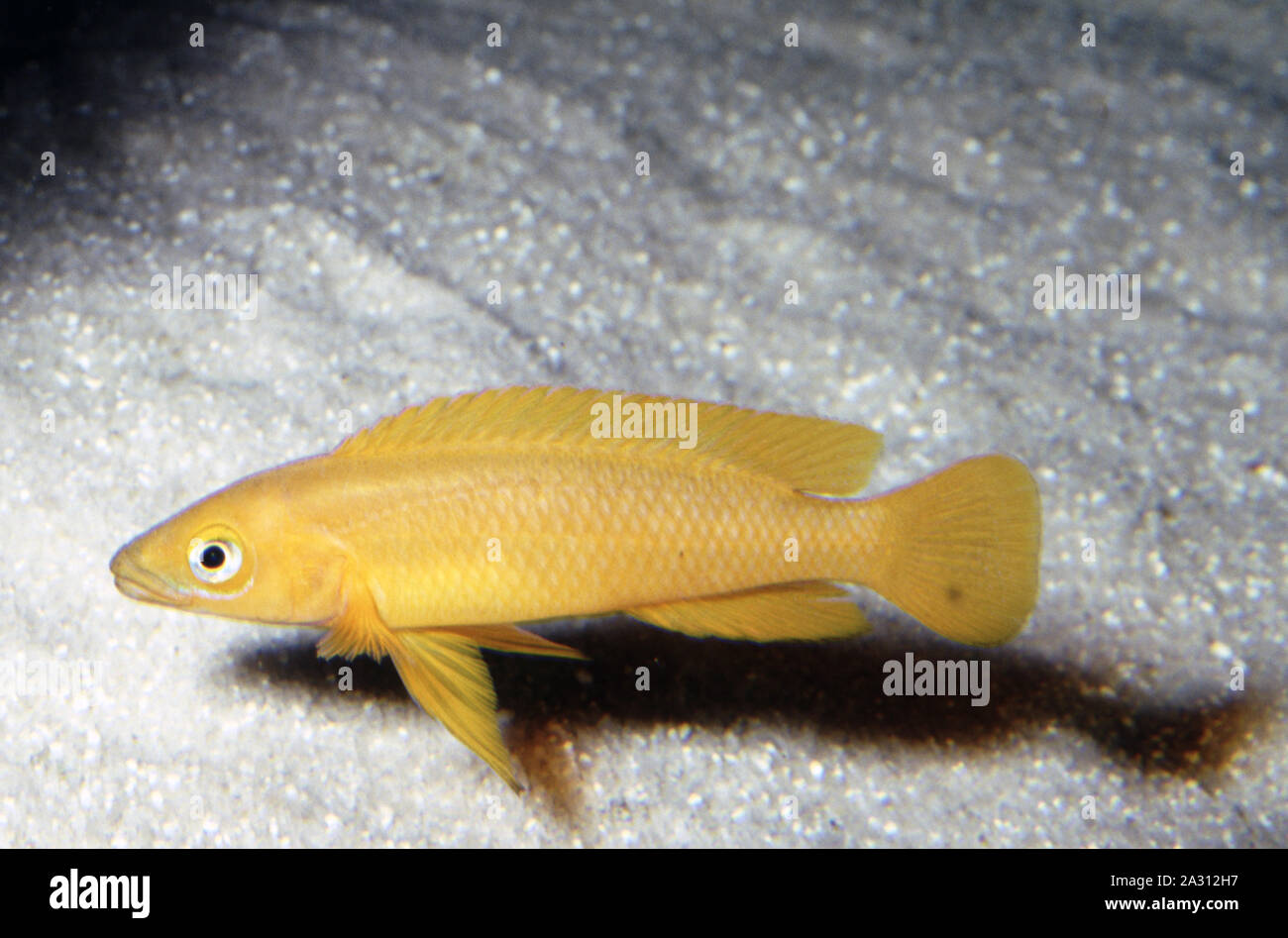 Neolamprologus leleupi hi-res stock photography and images - Alamy