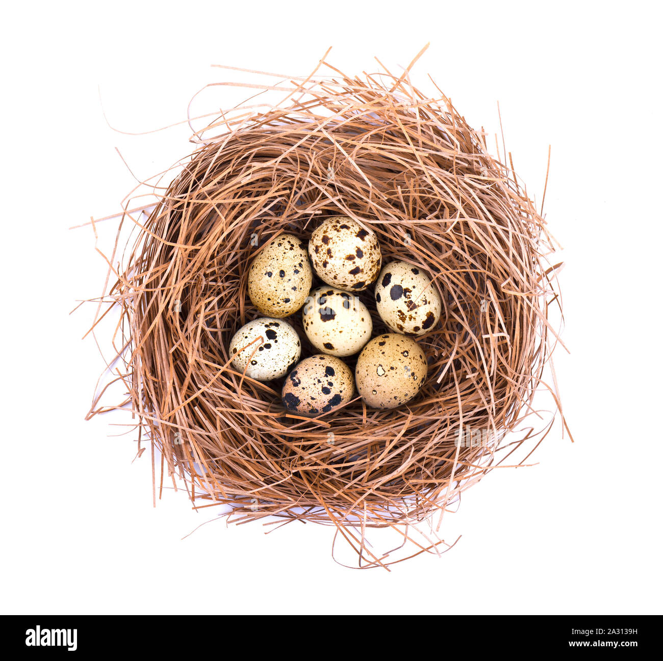 Bird young nest Cut Out Stock Images & Pictures - Alamy