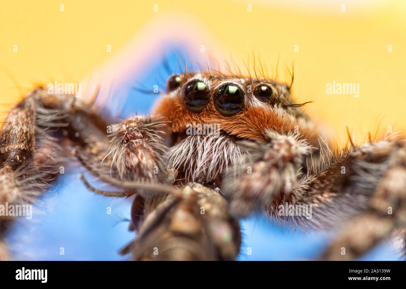 Most beautiful spiders hi-res stock photography and images - Alamy