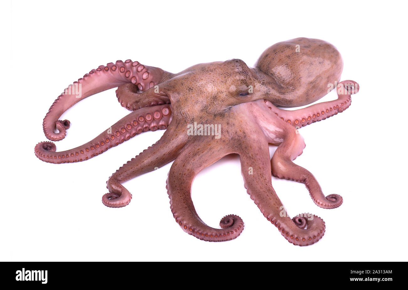 Octopus isolated on white background. Octopus tentacle. Closeup Stock ...