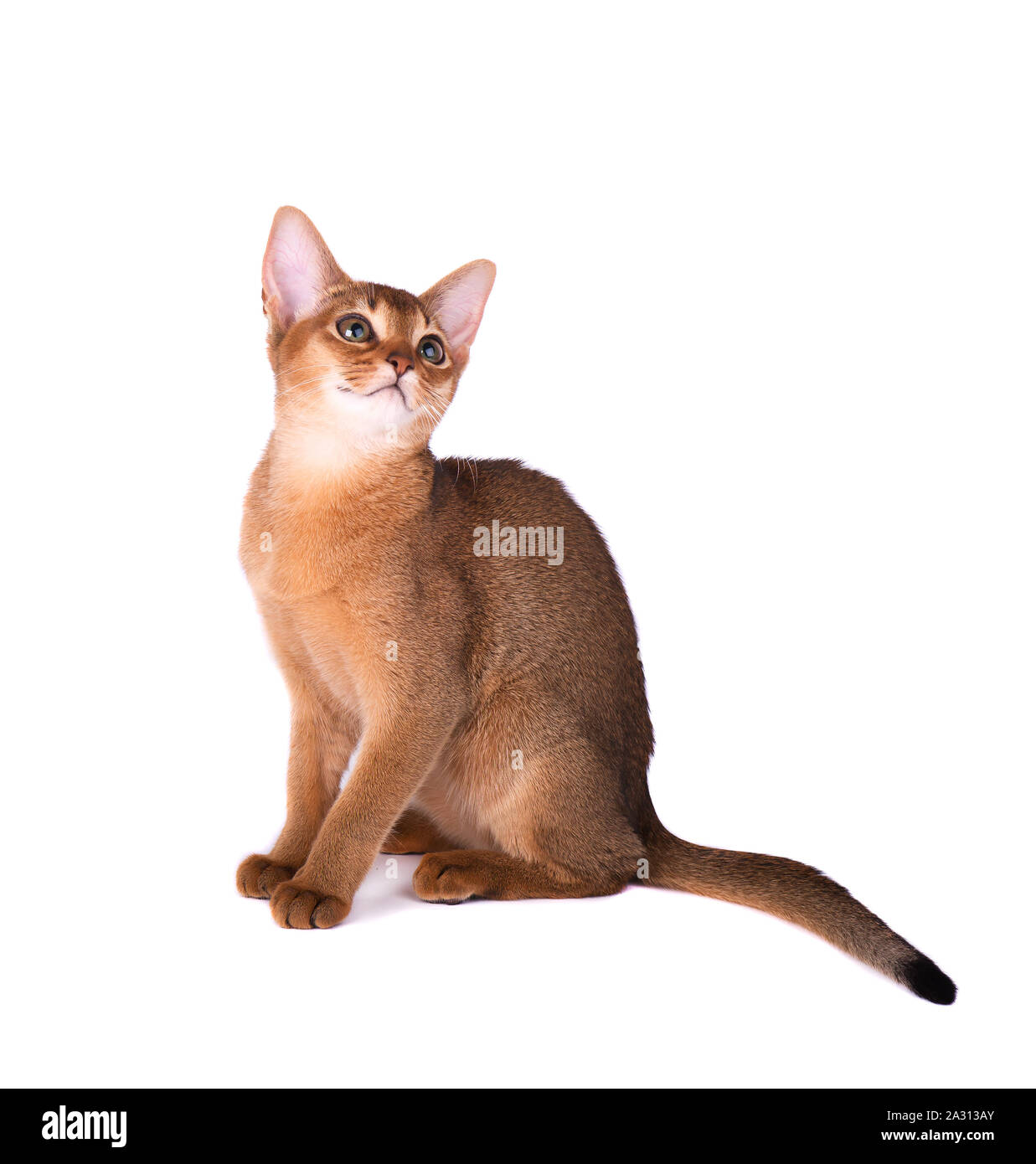 Purebred abyssinian cat isolated on white background. Cute playful ...