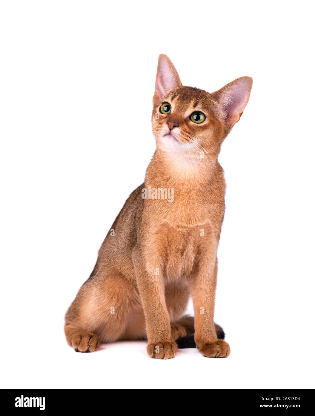Purebred abyssinian cat isolated on white background. Cute playful ...