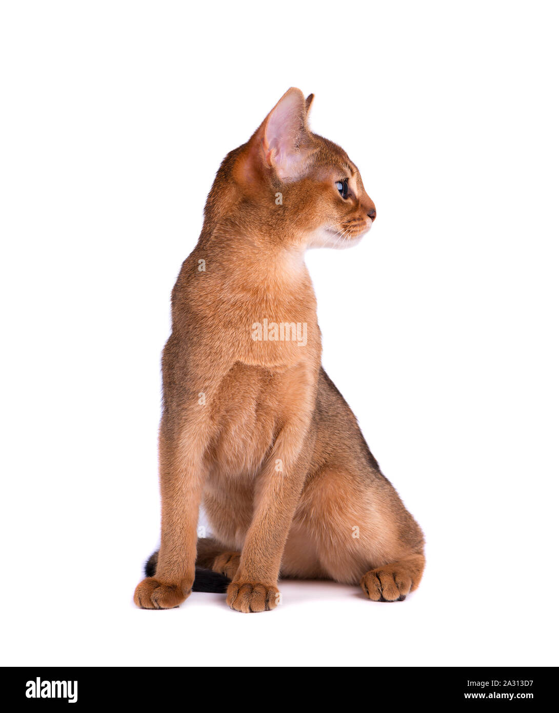 Purebred abyssinian cat isolated on white background. Cute playful ...