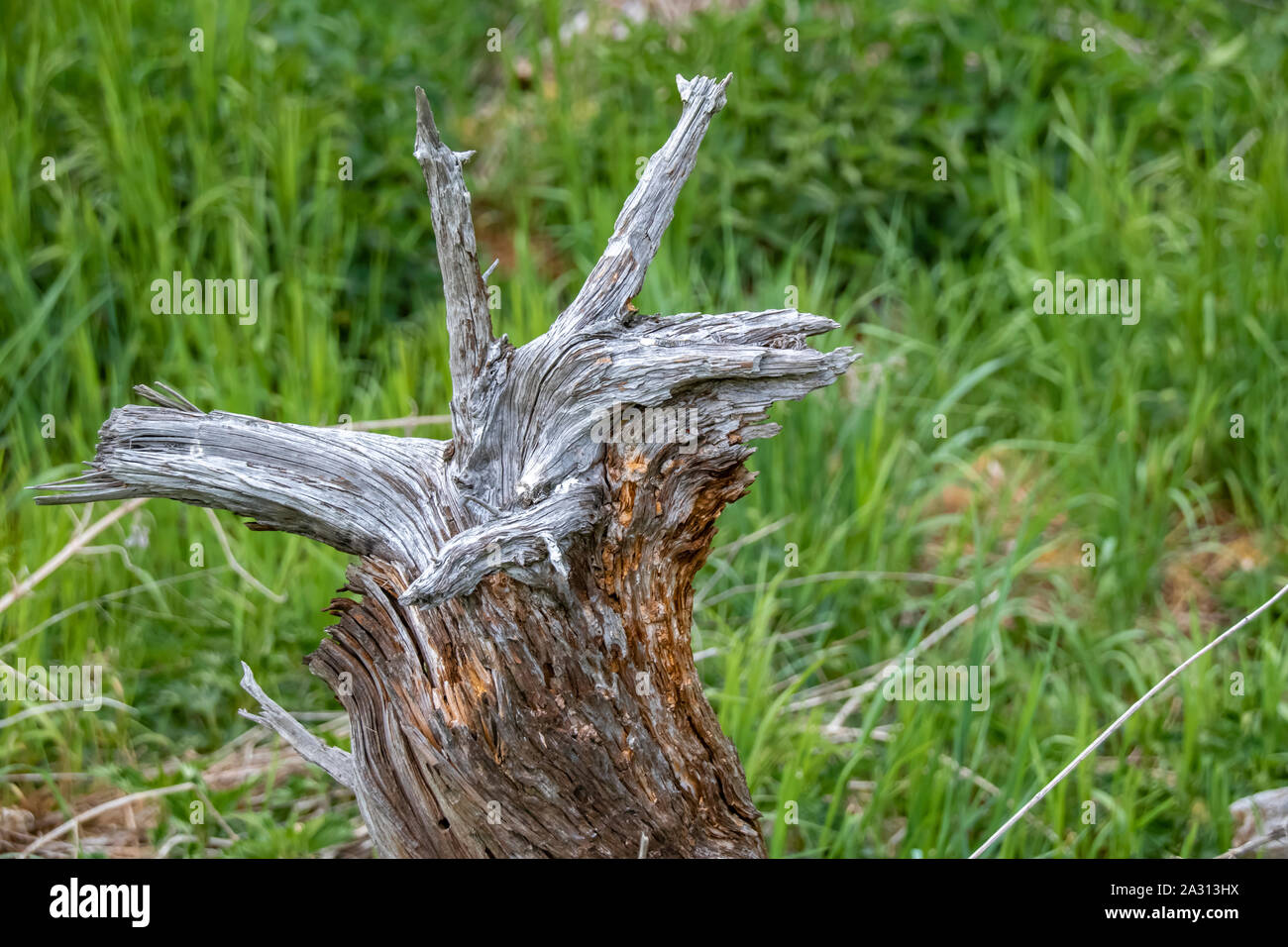 Dry tree stumps that have been deposited as habitat for small animals ...