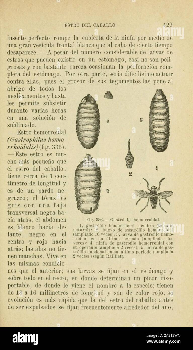 Entomología y parasitología agrícolas (Page 429 Stock Photo - Alamy