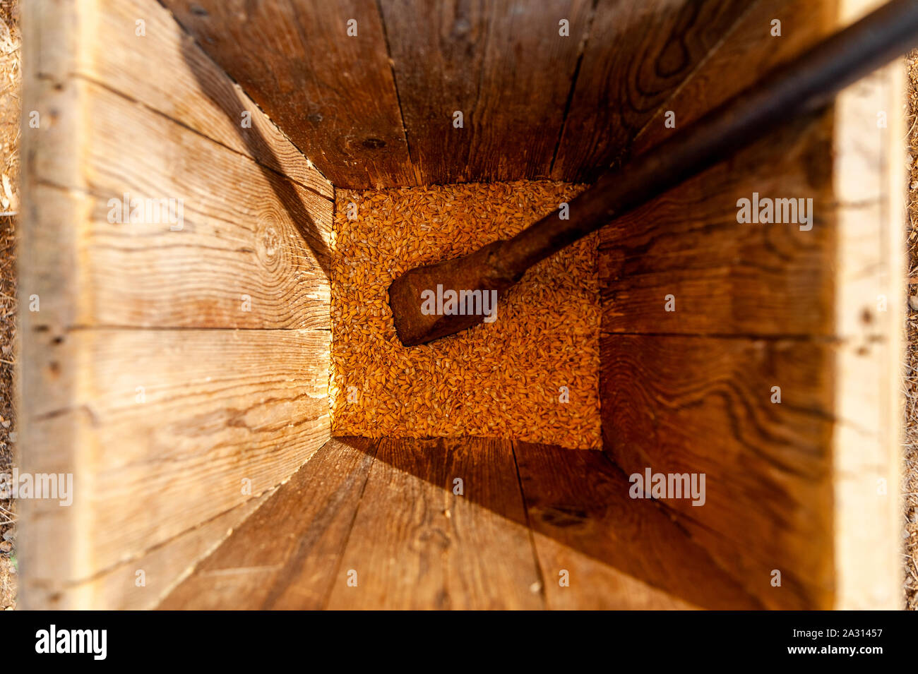 close up of rice grains inside old traditional wooden manual farmer ...
