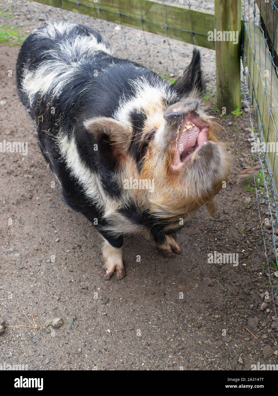 Pig mouth open hi-res stock photography and images - Alamy