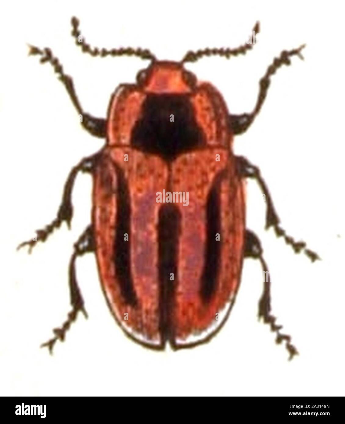 Entomoscelis hi-res stock photography and images - Alamy
