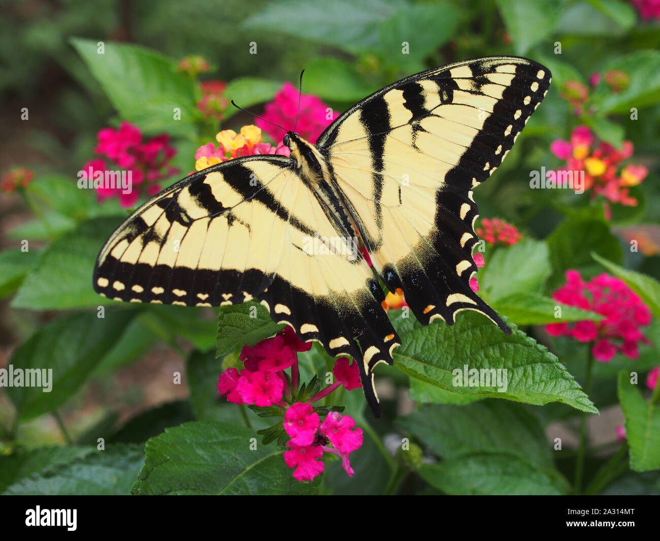 Female Eastern Tiger Swallowtail Butterfly, Indiana, USA, July 29, 2019 ...