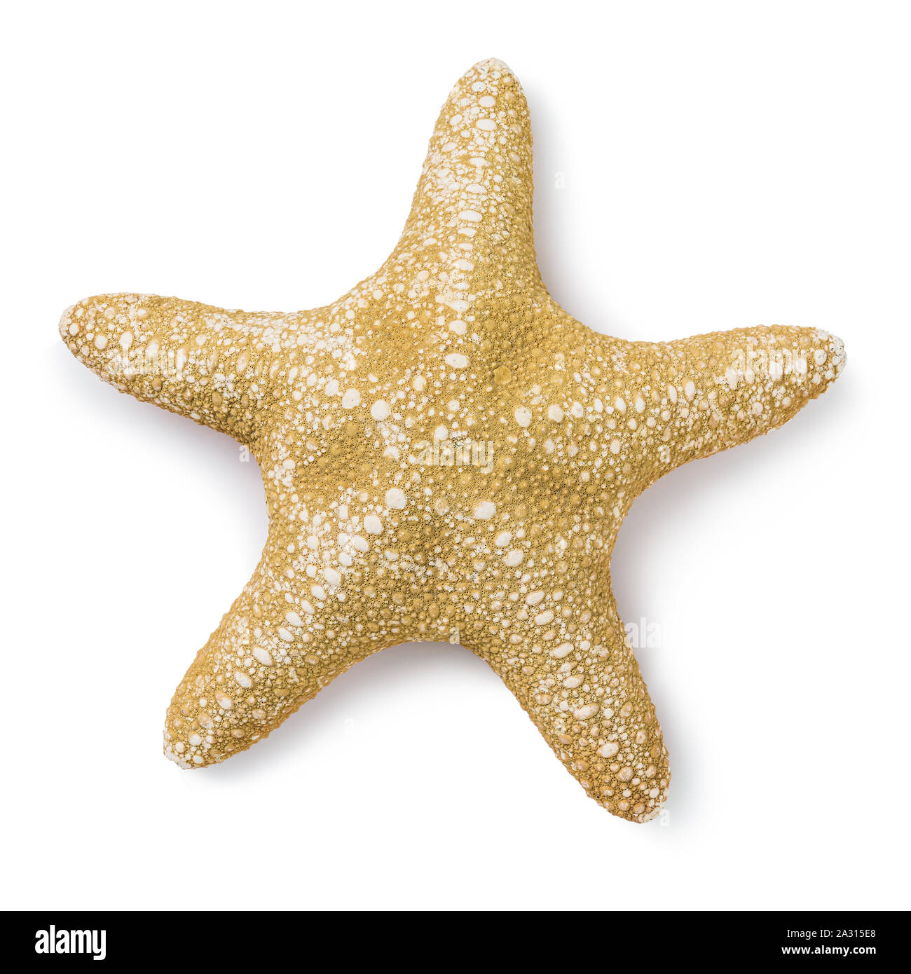 Starfish isolated on white background, top view. Photo taken by ...