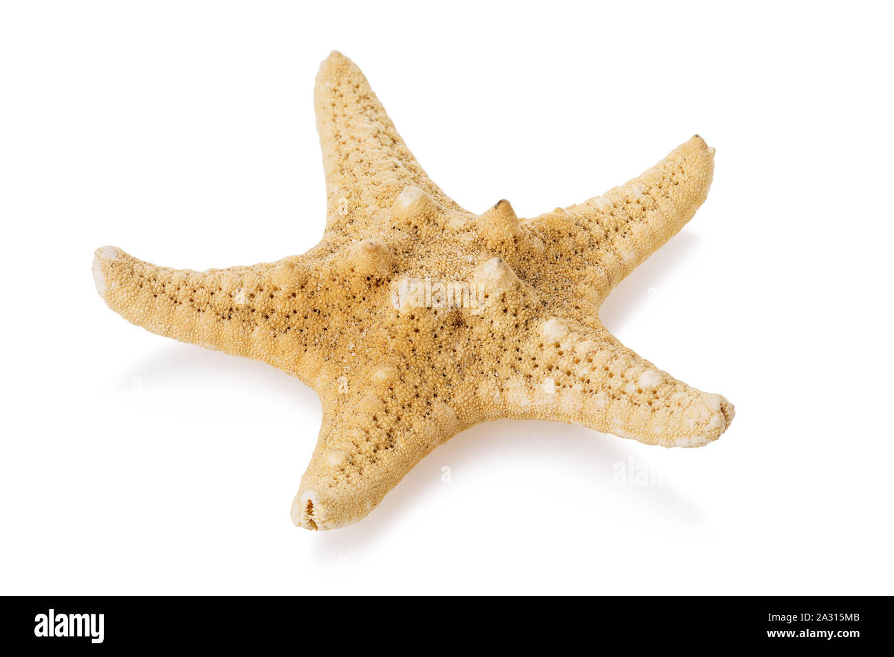 Starfish isolated on a white background. Stacked photo Stock Photo - Alamy