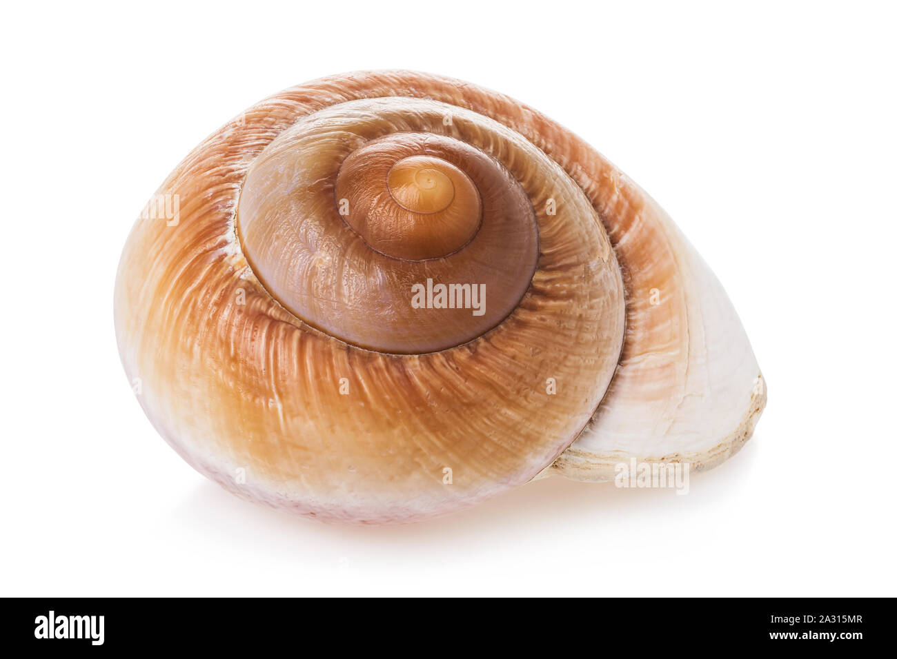 Spiral seashell isolated on white background. Snail close-up. Stacked ...